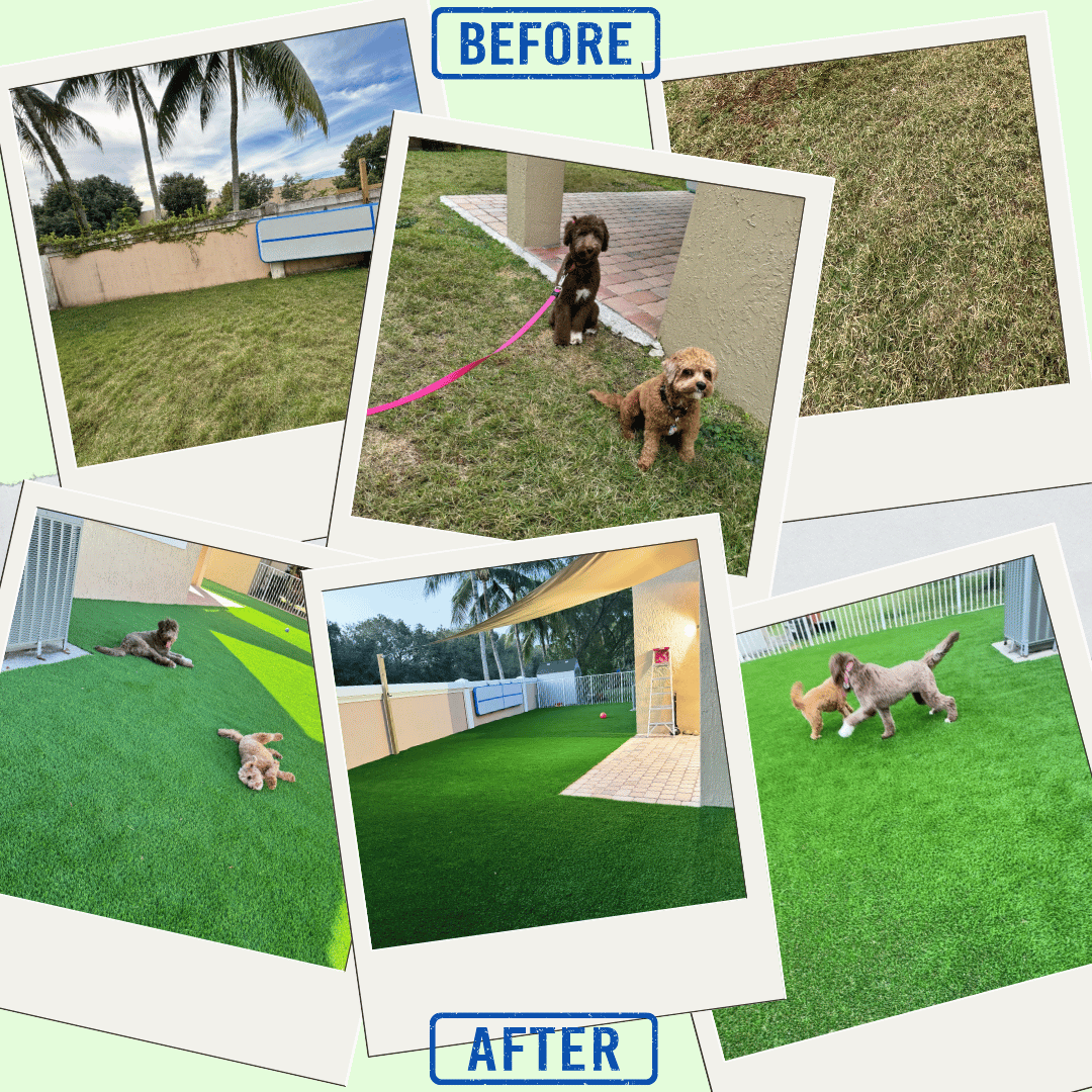 New Florida Law Eases Up HOA Backyard Rules: Broward Dog Owners Can Now ...