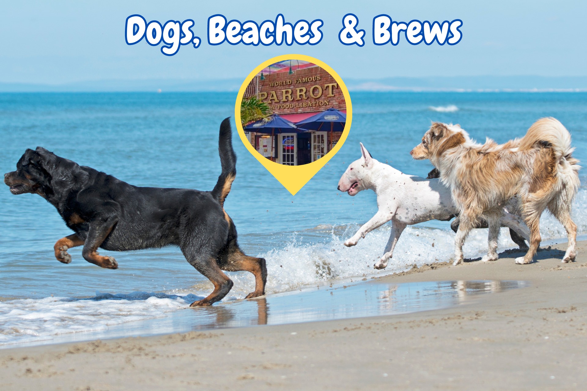 Dogs, Beaches & Brews - Fort Lauderdale Beach - Broward Bark