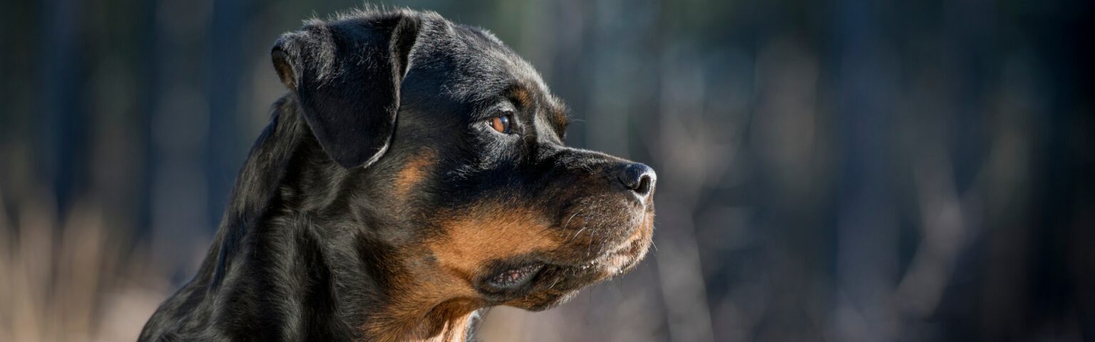 It’s The Dog Park – Progressive Pet Insurance Commercial